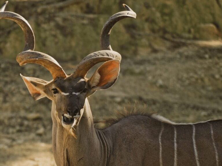 Animals at Chobe National Park - Good Earth Tours