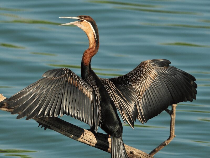 20+ Unique Birds in Chobe National Park: A Field Guide