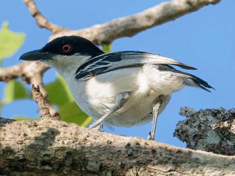 20+ Unique Birds in Chobe National Park: A Field Guide