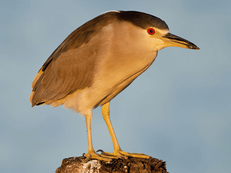 20+ Unique Birds in Chobe National Park: A Field Guide