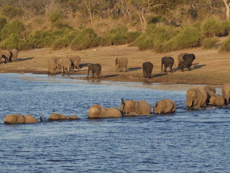 Is Chobe National Park Worth Visiting? Find Out Here