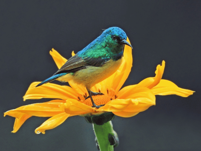 20+ Unique Birds in Chobe National Park: A Field Guide
