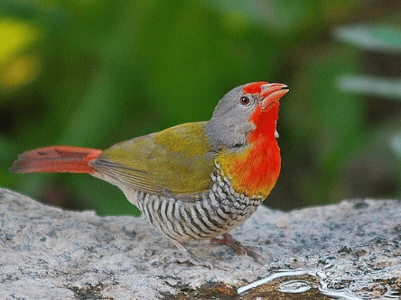 20+ Unique Birds in Chobe National Park: A Field Guide