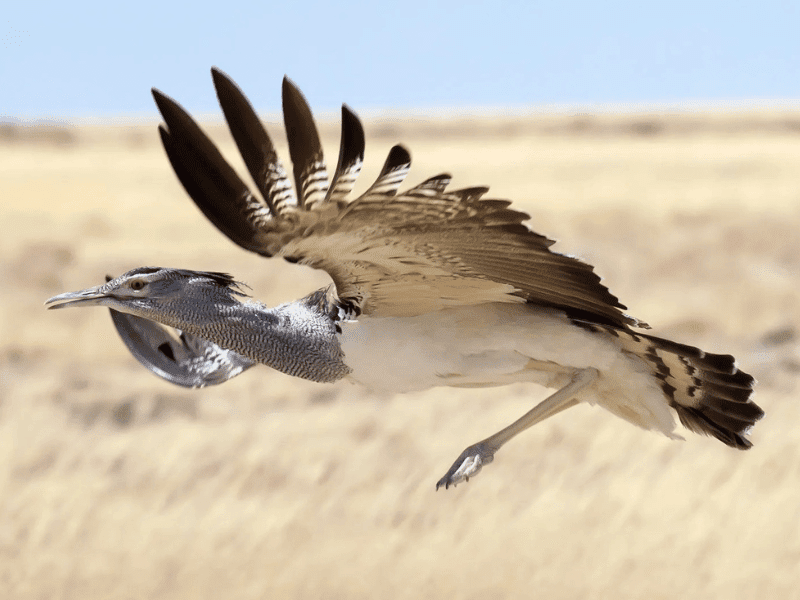 20+ Unique Birds in Chobe National Park: A Field Guide