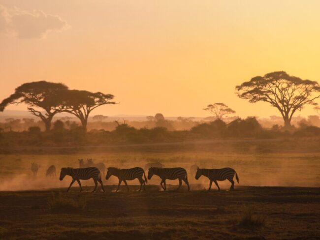 Top 10 East African Safari Adventures | Good Earth Tours