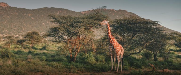 Kenya Safari Tour Packages - Good Earth Tours