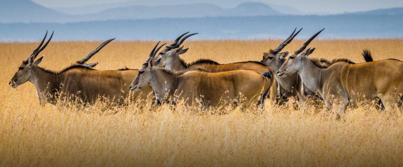 Kenya Safari Tour Packages - Good Earth Tours