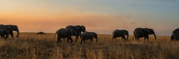 Safari - Good Earth Tours