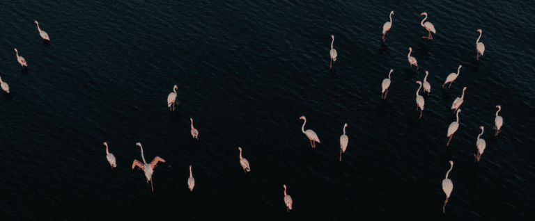 Northern Tanzania Highlight Safari - Good Earth Tours