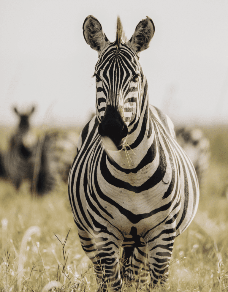 Safaris Across East & Southern Africa | Good Earth Tours