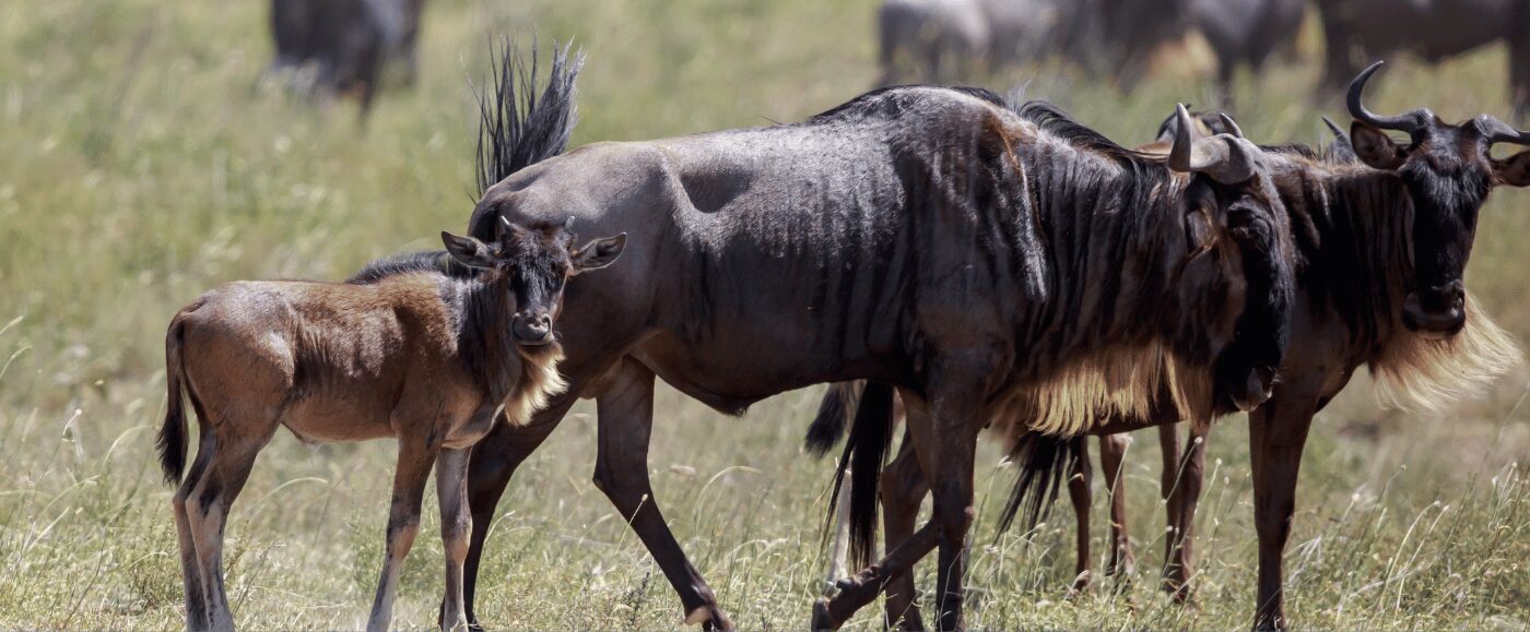 Best Calving Season in East Africa l Good Earth Tours