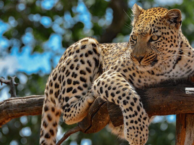 Where to See the Big 5 in Namibia