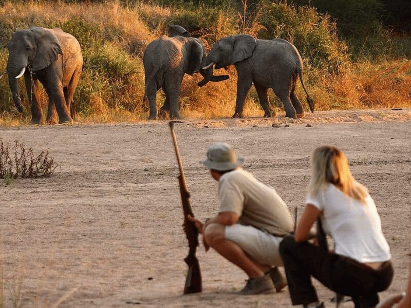 Walking Safari Africa: Where to Go and What to Expect