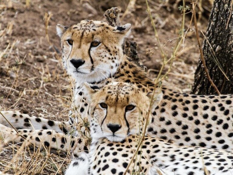 Your Difference of Leopard and Cheetah Spotting Guide