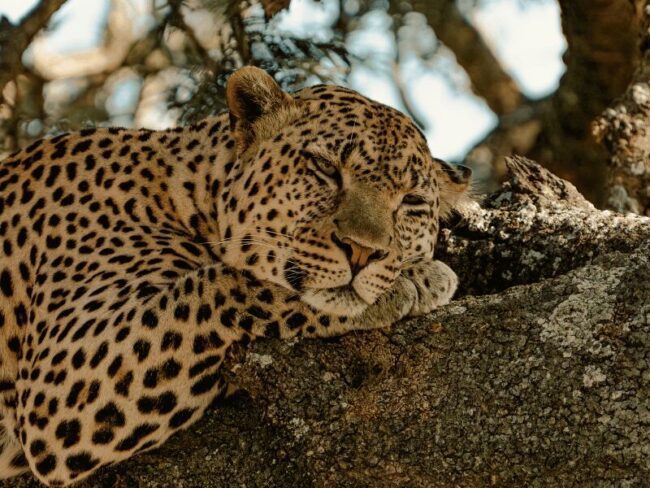 Your Difference of Leopard and Cheetah Spotting Guide