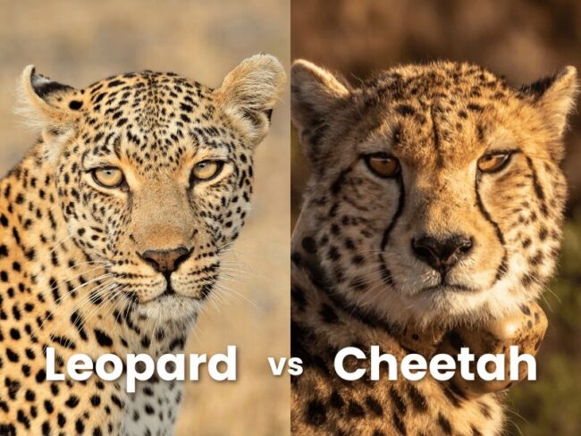 Your Difference of Leopard and Cheetah Spotting Guide