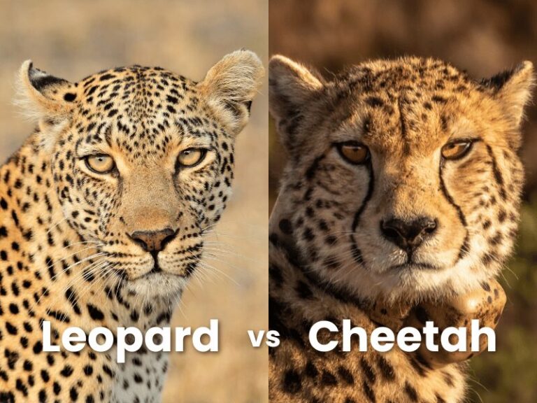 Your Difference of Leopard and Cheetah Spotting Guide