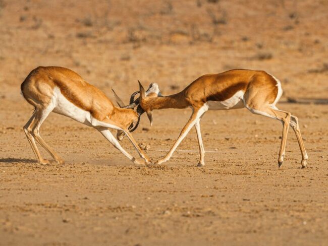 Top Animals in the Kalahari to See on Safari