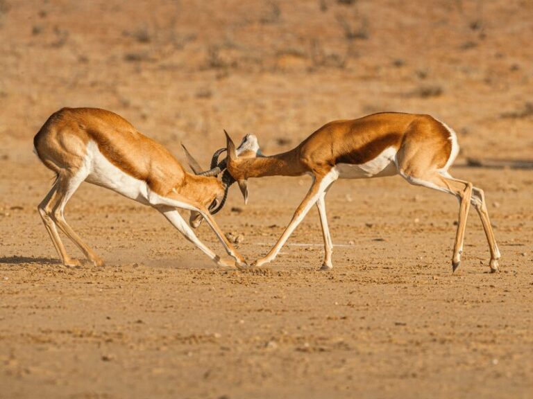 Top Animals in the Kalahari to See on Safari
