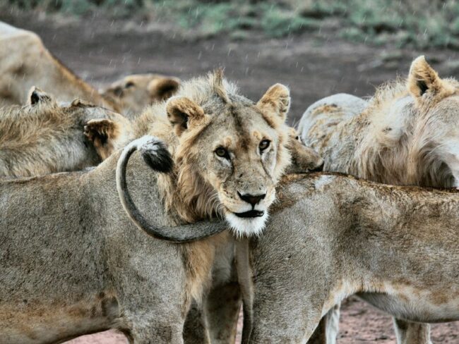 Top Animals in the Kalahari to See on Safari