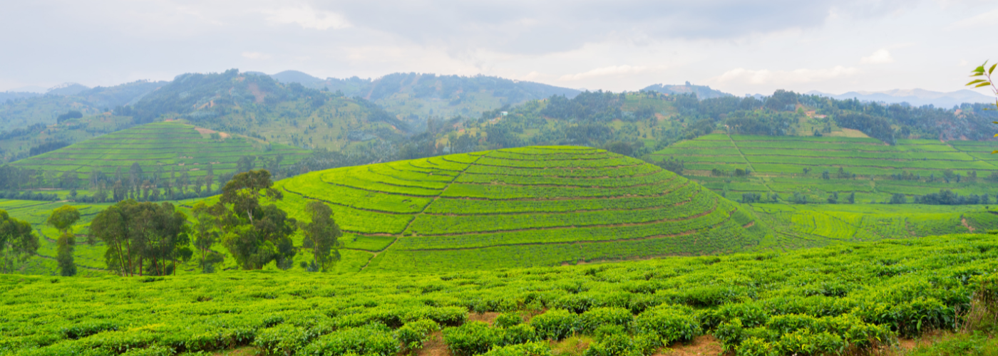 Best Time to Visit Rwanda - Good Earth Tours