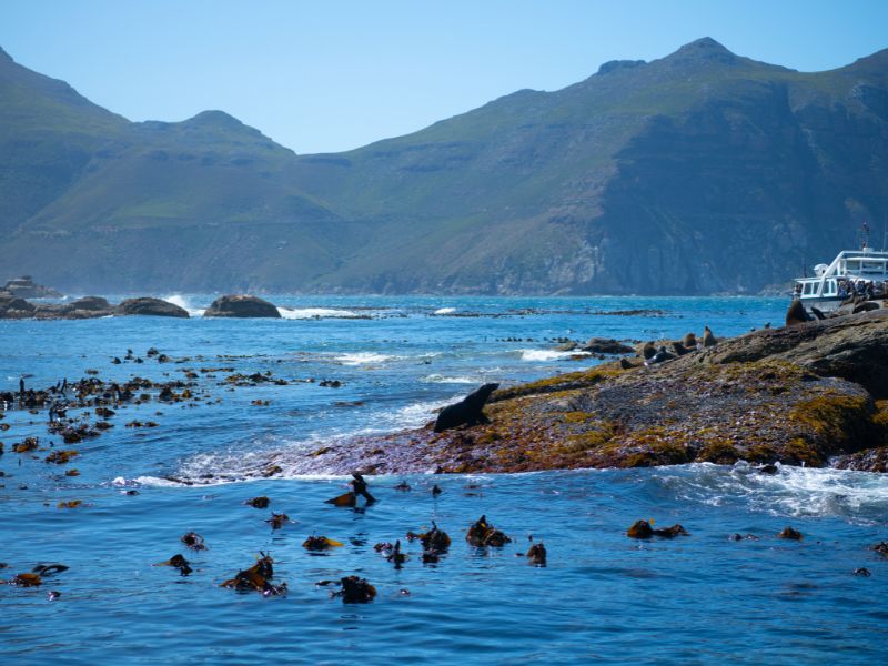 Duiker Island: See Cape Fur Seals in Hout Bay, South Africa