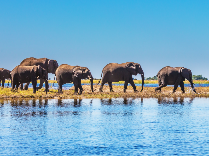 Chobe National Park - Good Earth Tours