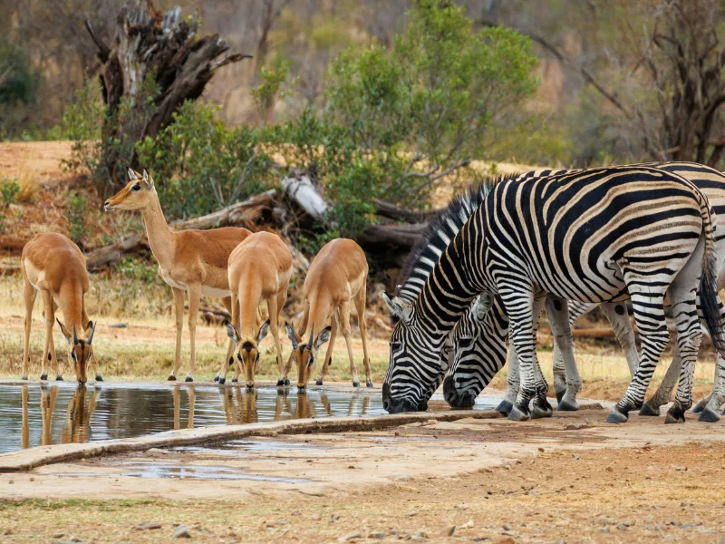 Kruger National Park - Good Earth Tours