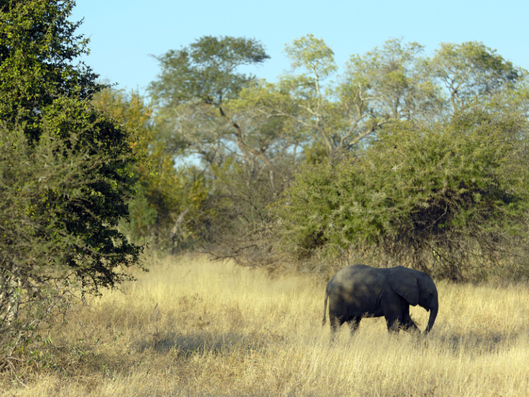 Sabi Sands Game Reserve: What to Know Before You Go